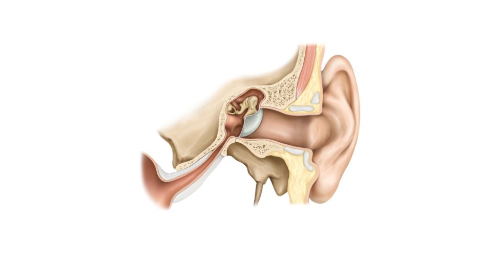 Inside the Ear: Exploring the Anatomy with an Animated 3D Model - Dr ...